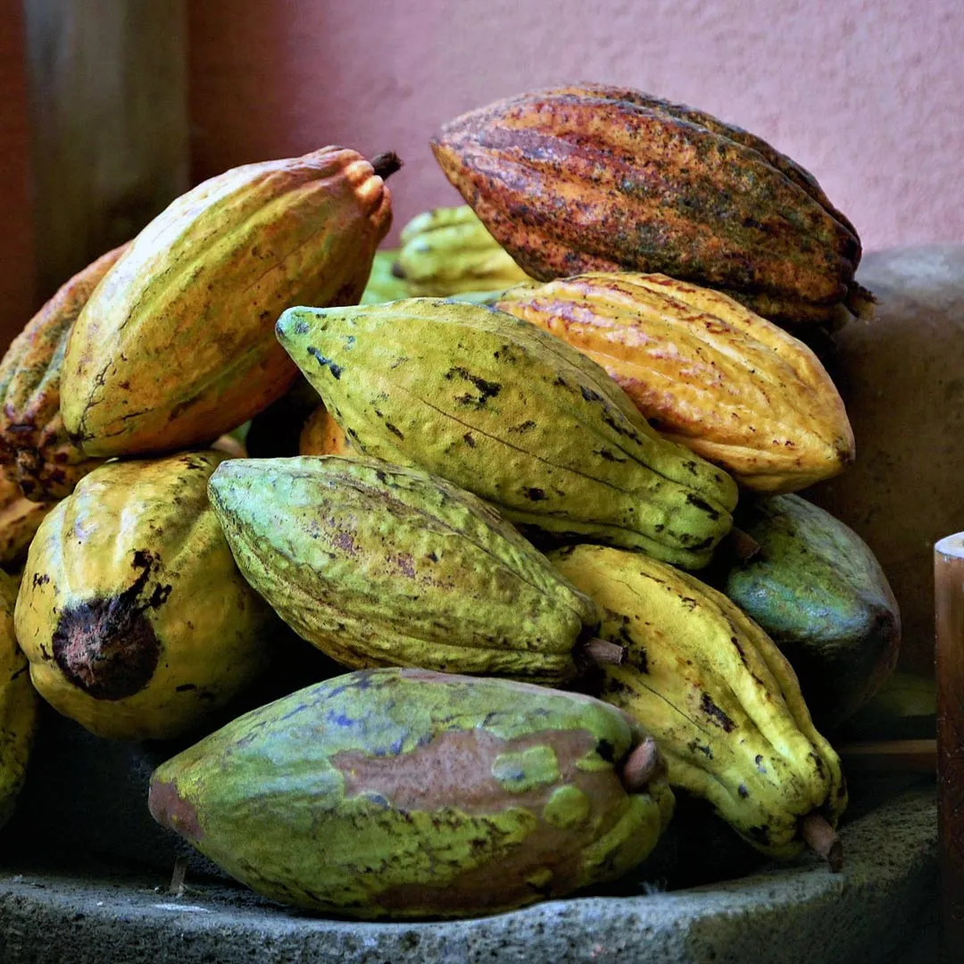 Buy Singing Rooster Haitian coffee, chocolate, art online